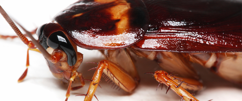 How Long Can a Roach Live Without Its Head? - For Kids
